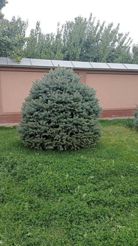 Арча, Дарахт, Буталар