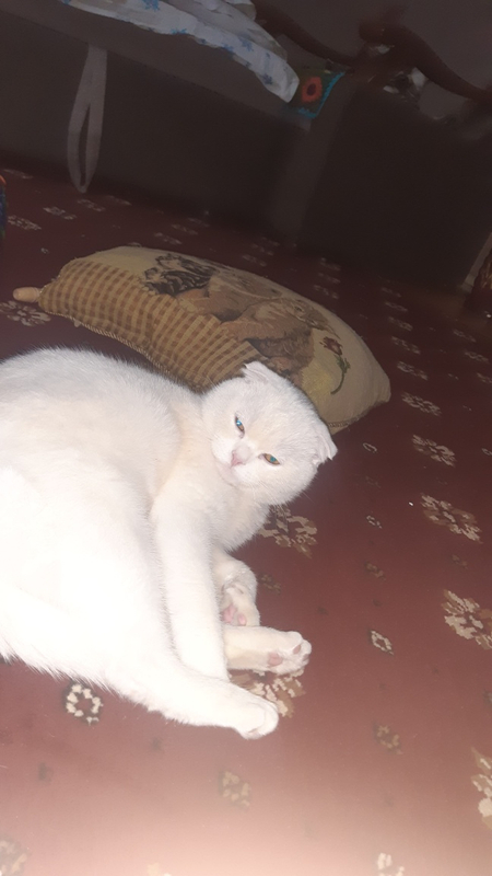 Отдам дещево шотландс.вислоуху