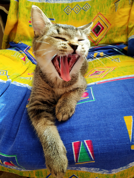 Котята Шотландские Шиншиллы