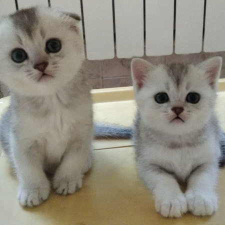 Скотиш Фолд Шиншиллы на вязку