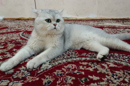 Серебристый шиншилла кошка