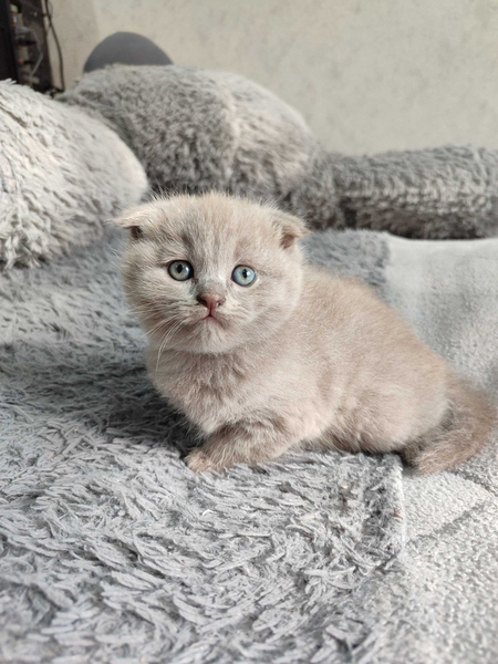 Продается мальчмк скотиш фолд