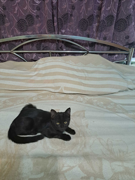 Отдам котёнка в хорошие руки