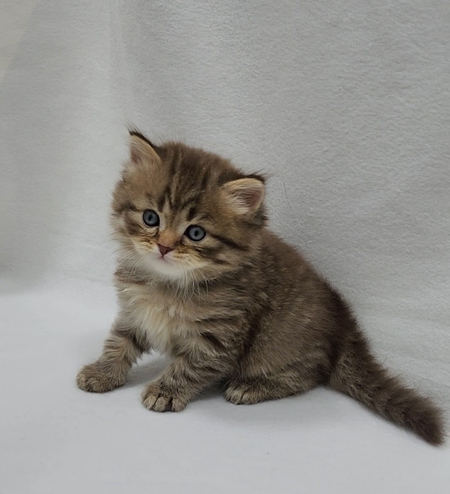 Мальчик скоттиш страйт