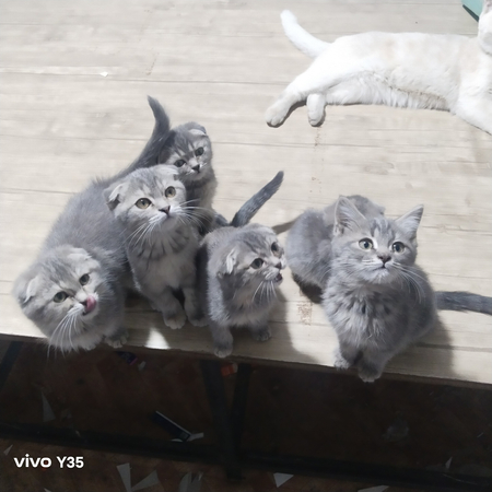 Продается котята Scottish fold Mushuchala sotiladi