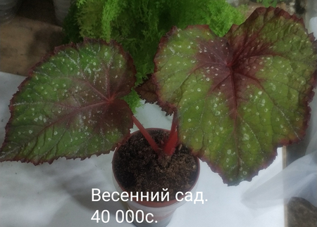 Сортовые бегонии.