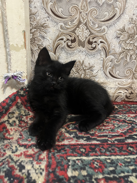 Отдам котенка