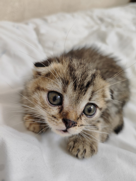 Mushukcha Scottish Fold