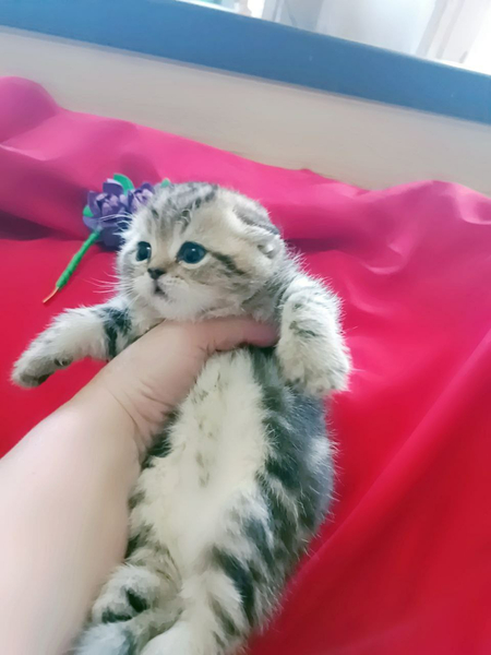 Шотландские котята
