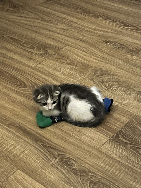 Продаётся котёнок, скоттиш фолд, 2,5 месяца