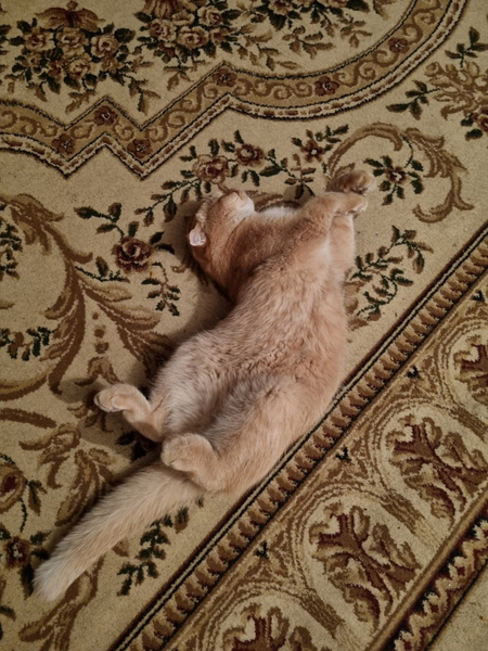 Породистая кошка