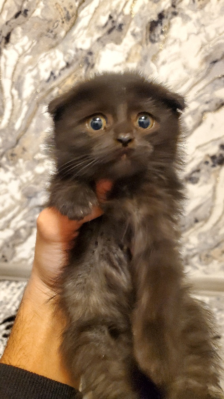 Продаются 2 месячные кот  породы scottish fold (мальчик)