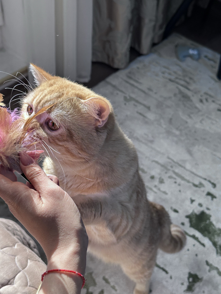 Для чистой вязки кот скоттиш страйт