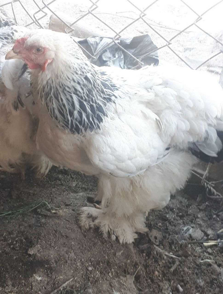 Brama tovuq tuxumlari sotiladi