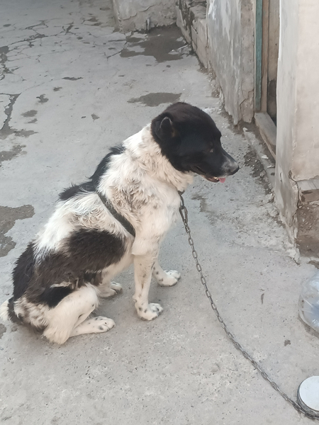 Laqabi qoplon yosh bolali honadonda kotta bogan emlangan