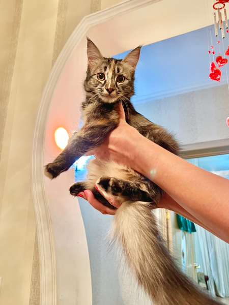 Игривая миниатюрная кошка
