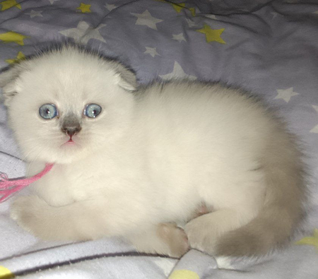 Котенки скоттиш-фолд и Скоттиш-страйк 2 месяца