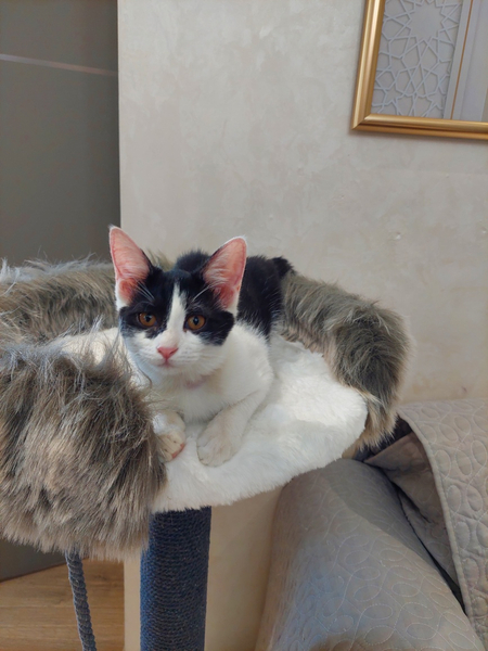 Котёнок девочка. Очень ласковая. Привита,  имеет паспорт