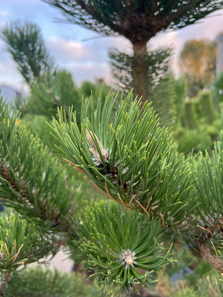 Qora qarag\\\'ay oregon green l Сосна чёрная орегон грин