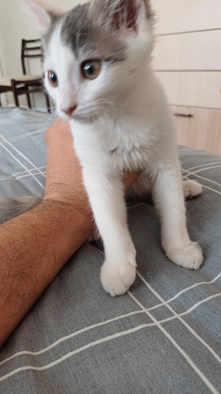 Котенок в добрые руки