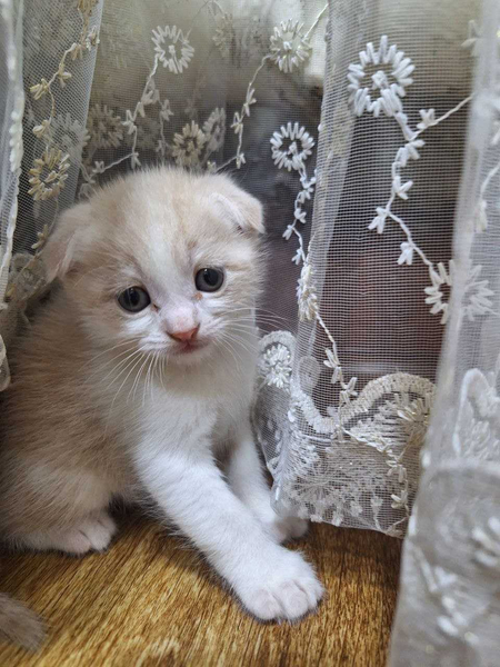 Продаются котята породы скоттиш фолд и скоттиш страйт