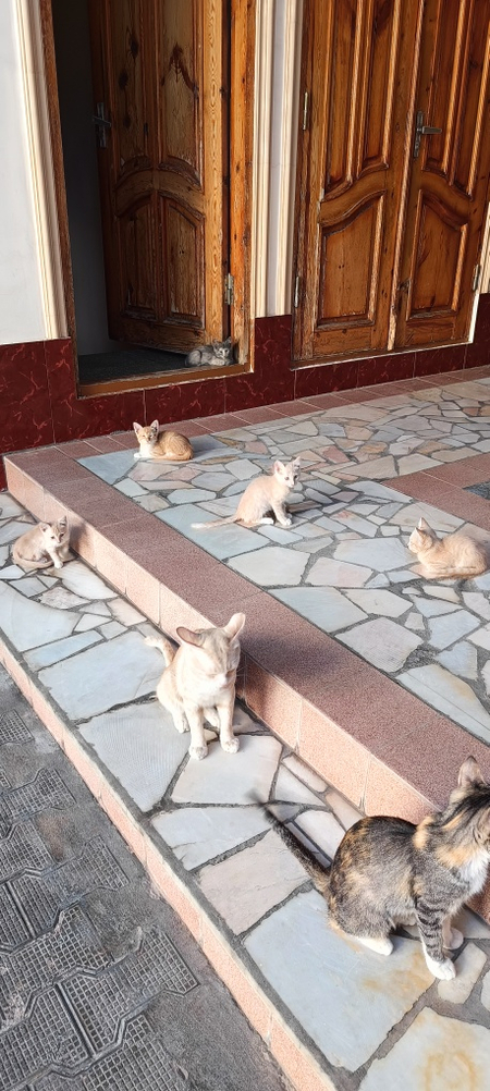 Пристраиваются котята в добрые руки