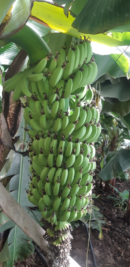 Banan ko'chat          .