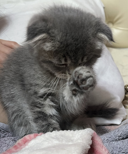 чистокровные веслоухи, им два месяца.