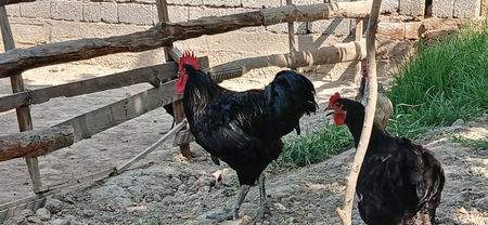 Qora shahzoda ho‘roz sotiladi.