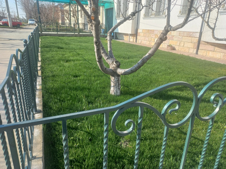 посев газон и семена газона