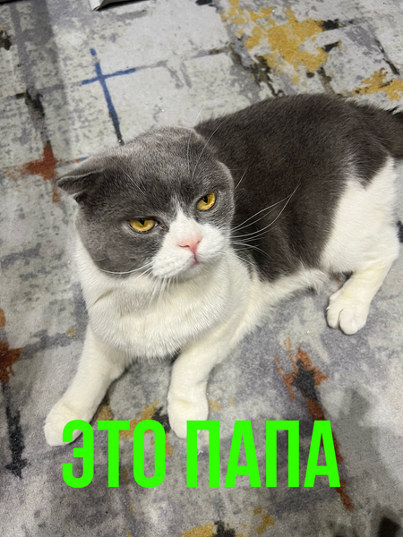 Котята скоттиш фолд и скоттиш страйт