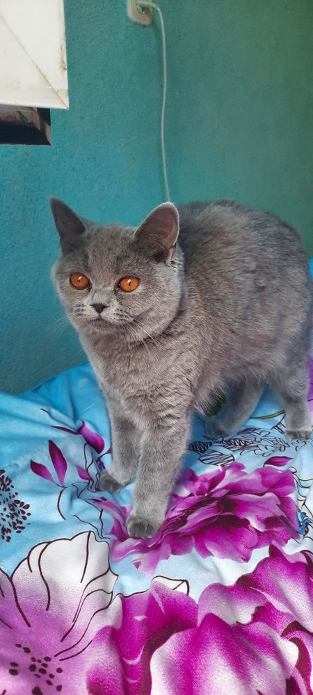 Mushuk siyamiski zotli