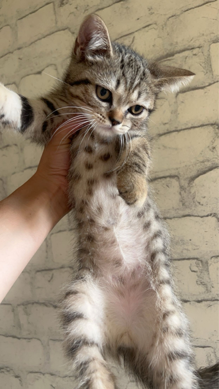 Подою котят страйк и фолд