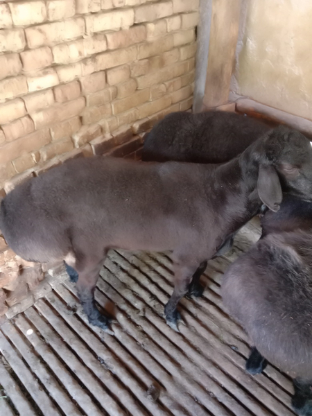 Qurbonlikka qochqorlarimz bor