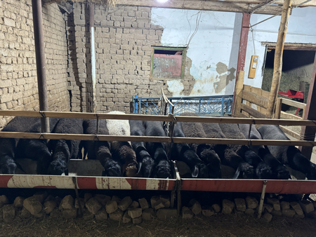 Кўчкорлар сотила