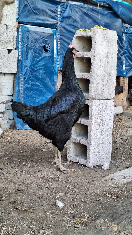 Gigant Qora shaxzoda