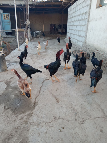 Kulangi xorozlar