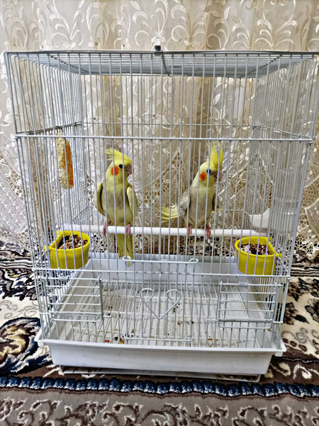 Продается Корелла
