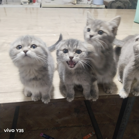 Продается котята Scottish fold Mushuchala sotiladi