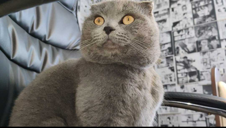 Кот Скоттиш Фолд на вязку