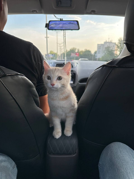 Скотч страйт кот