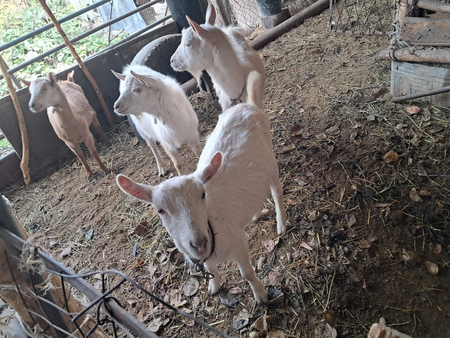 Zanen echkilari sotiladi