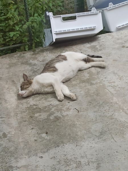 Беременная кошечка