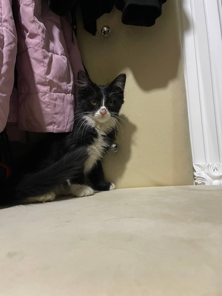 Котёнки в добрые руки