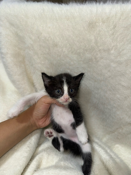 Продаю котят, Скоттиш Страйт