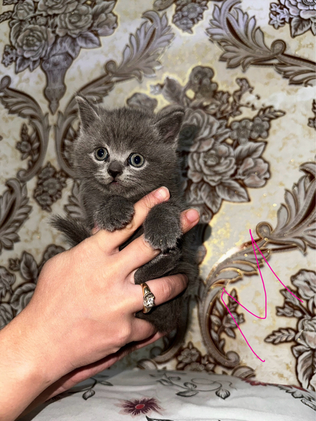 Скотишь фолд и скотишь страйт