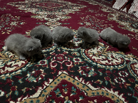 Котята продаются