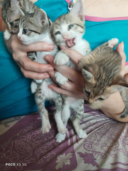 Отдам даром котят