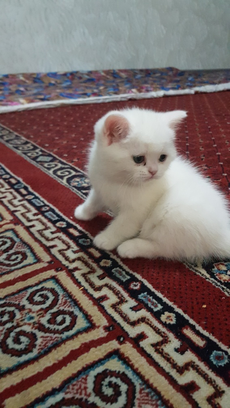Котята Скотиш Страйт