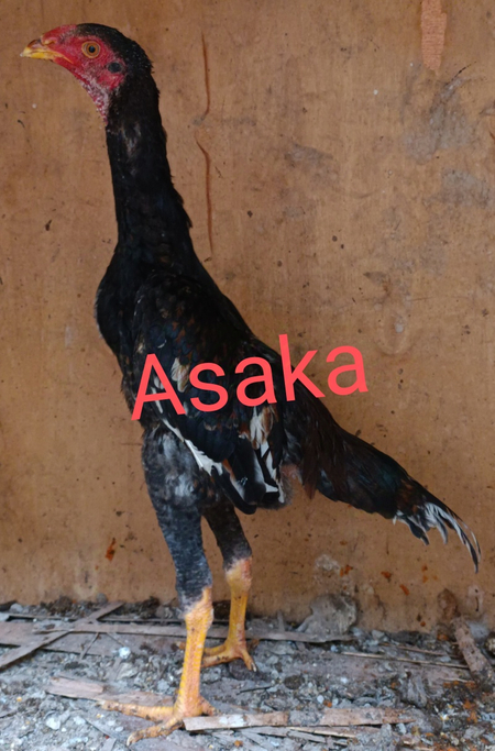 Toza Oshamo jojalari